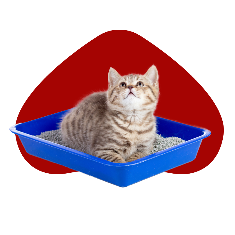 Litters – Pets Land