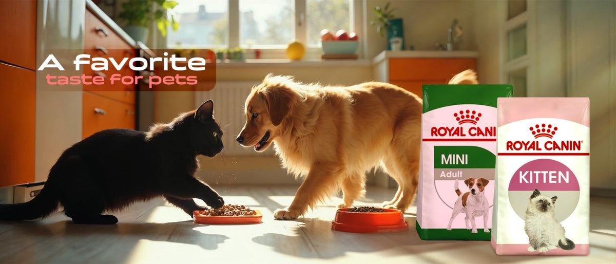 Pets land – Pets Land