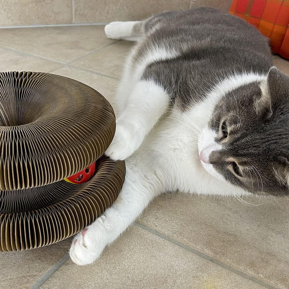 Pets land – Pets Land